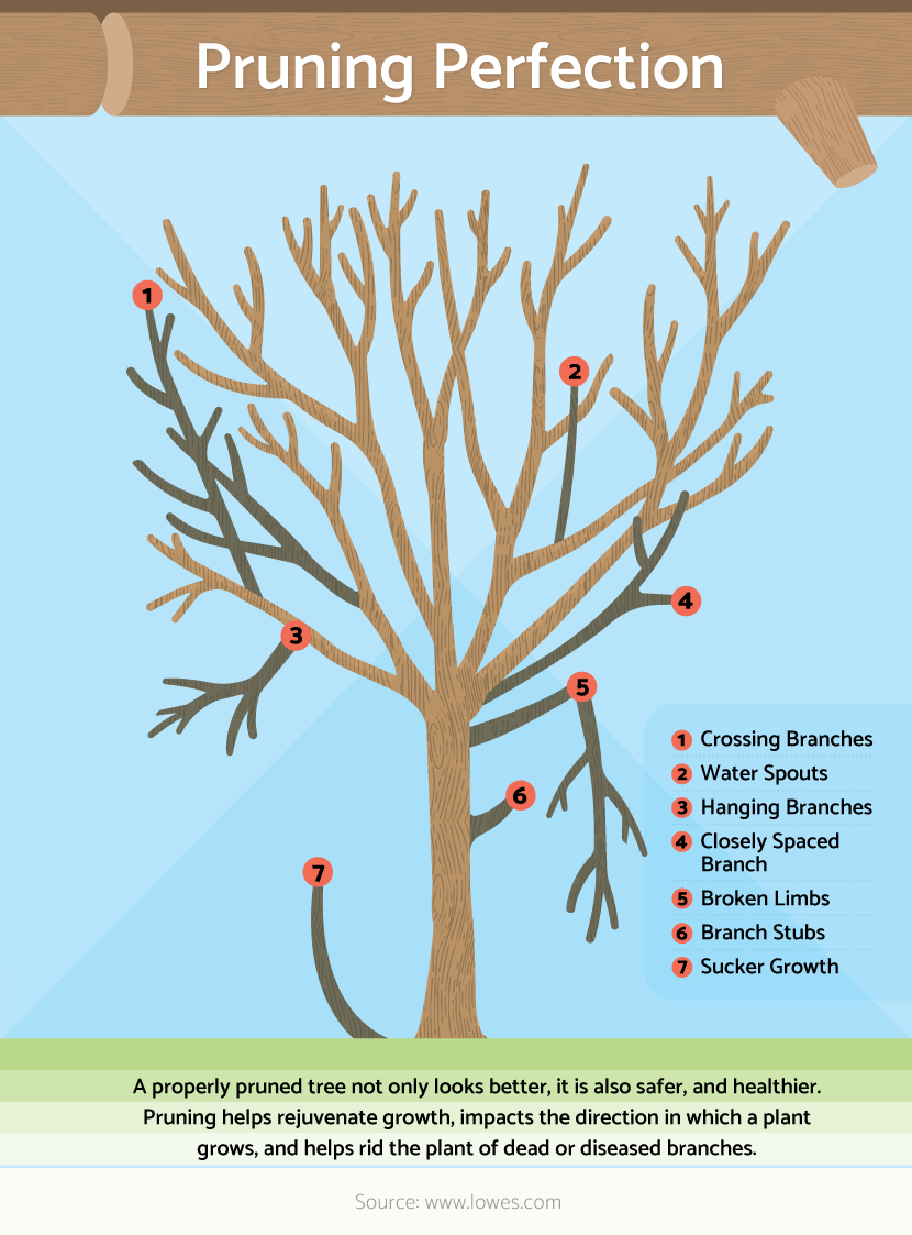 Pin By Stacey Carter On Room Decoration Makeover Growing Fruit Trees Pin By Stacey Carter On Room Decoration Makeover Growing Fruit Trees